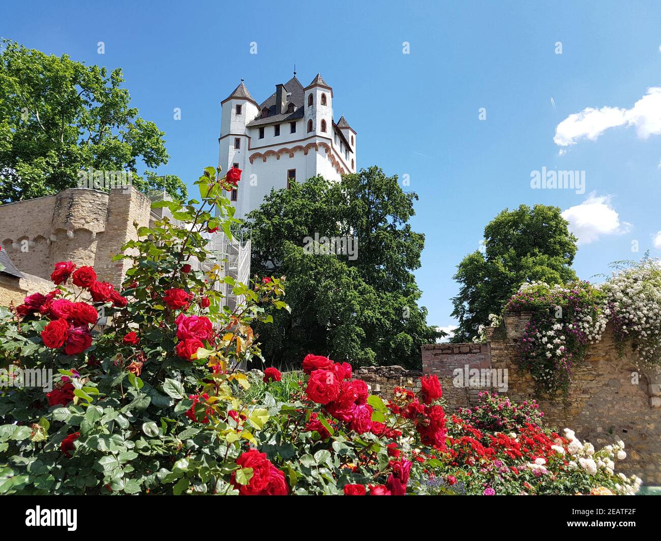 Burg Eltville, Deutschland, Eltville, Rhein Stock Photo - Alamy