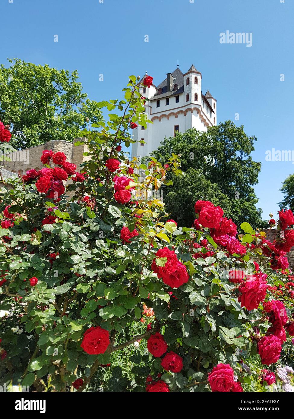 Burg Eltville, Deutschland, Eltville, Rhein Stock Photo - Alamy