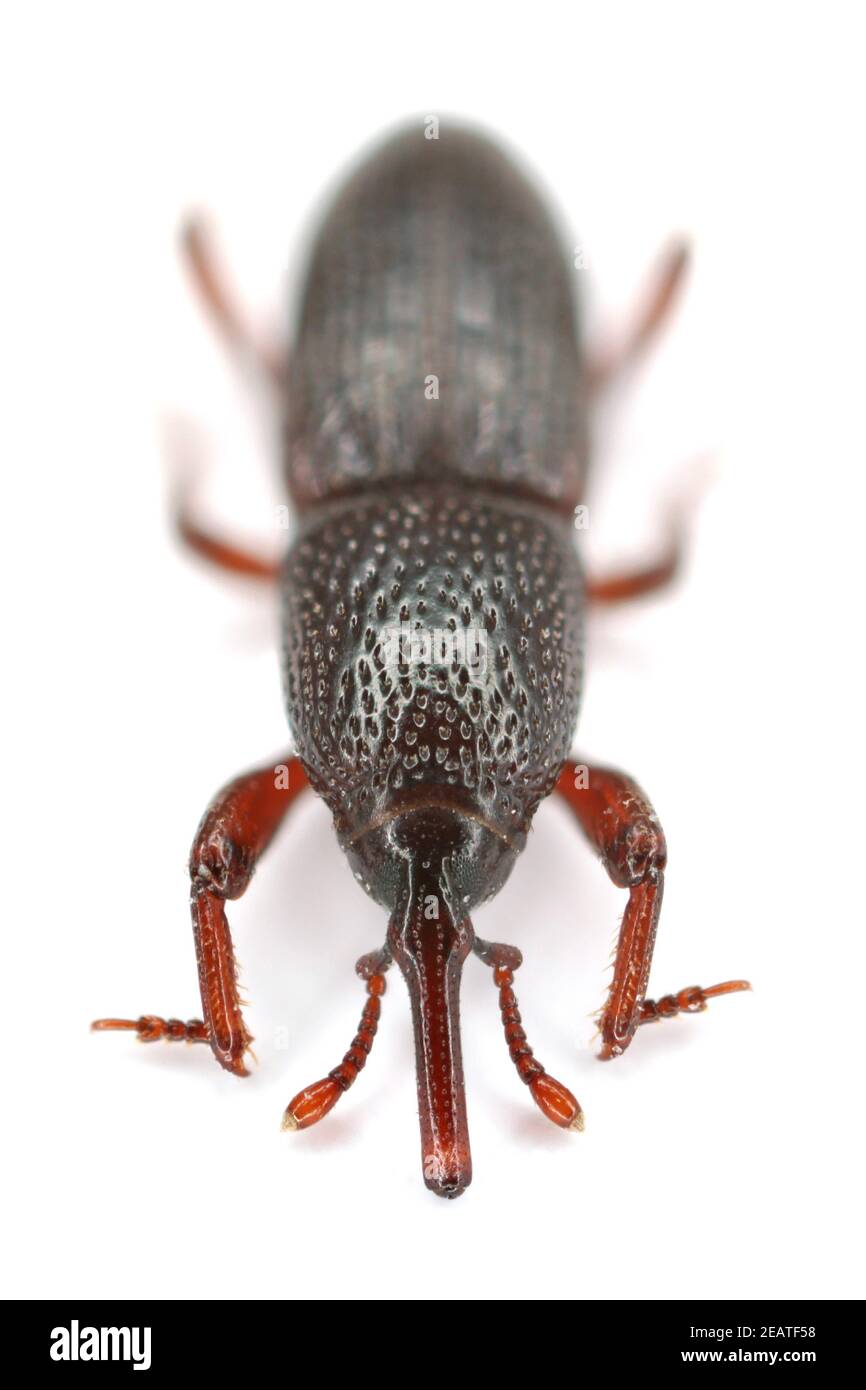 Wheat weevil, grain weevil Sitophilus granarius beetle isolated on a ...