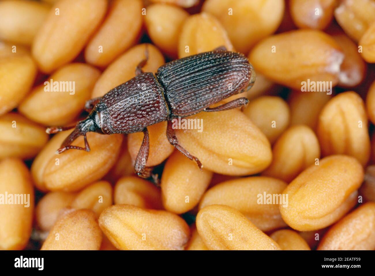 Wheat weevil hi-res stock photography and images - Alamy