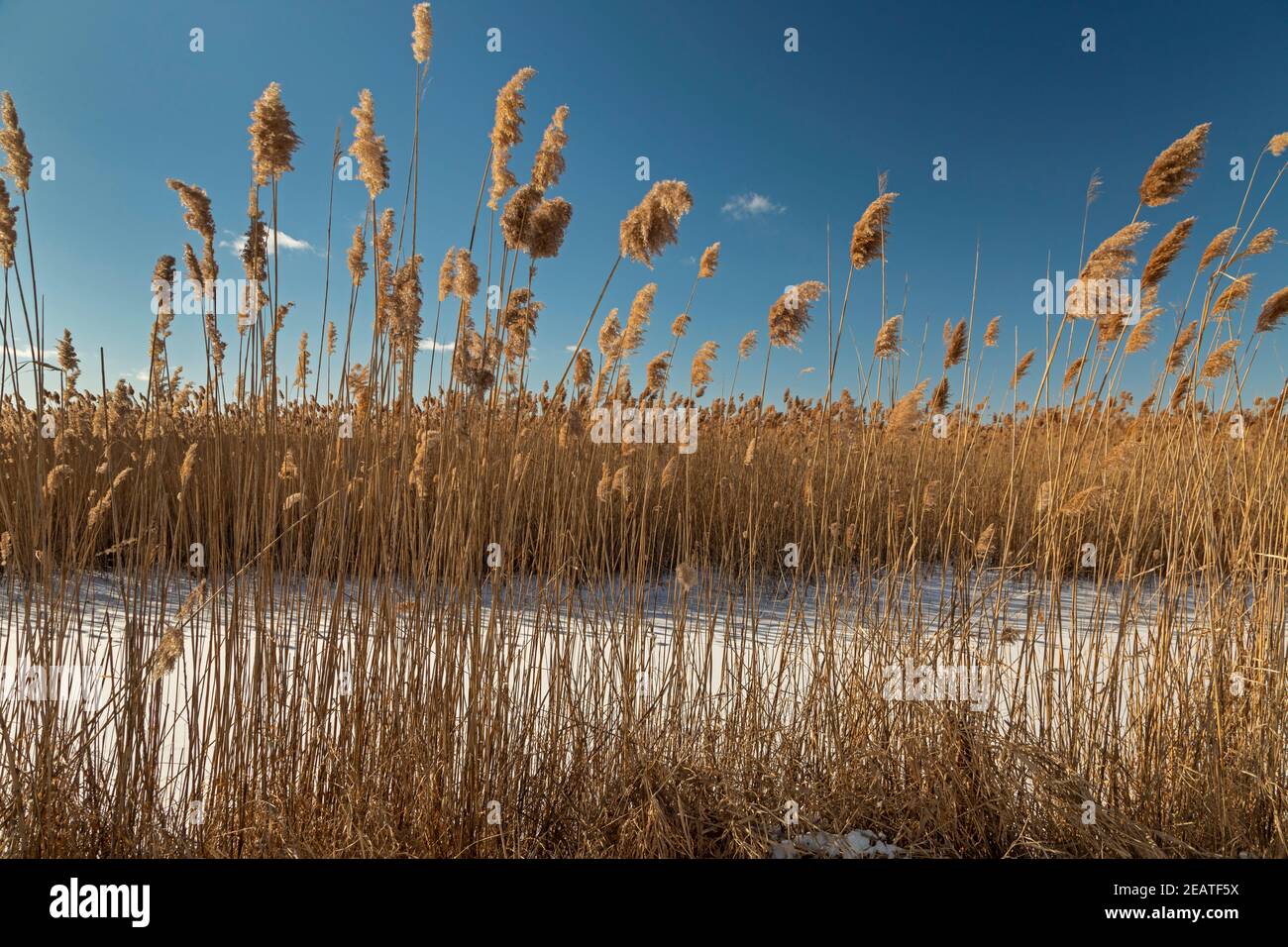 Algonac, Michigan - St. John's Marsh, a wet prairie with hiking and ...