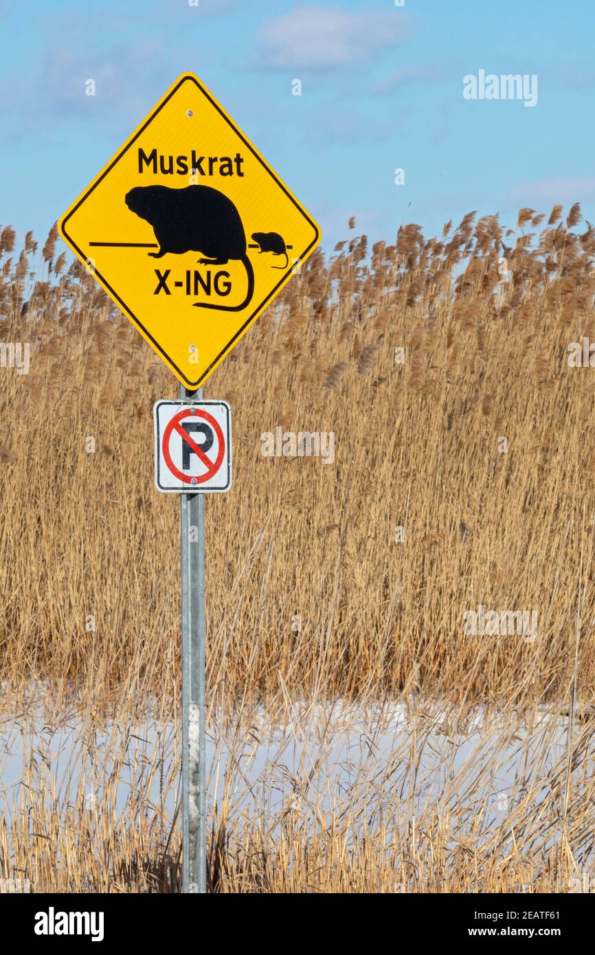 Muskrat High Resolution Stock Photography and Images - Alamy