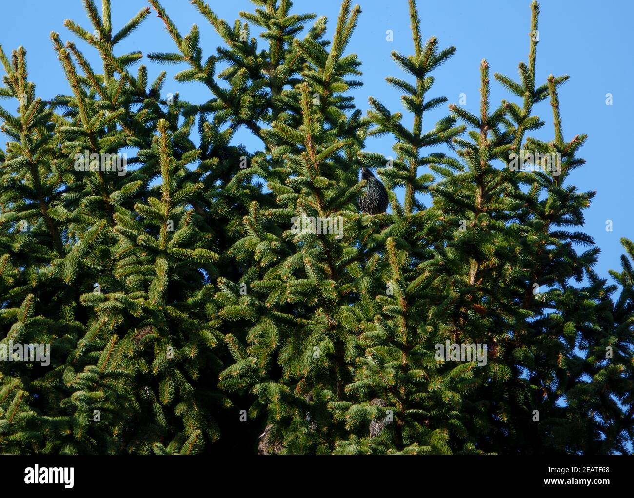 Birds of conifers hi-res stock photography and images - Alamy