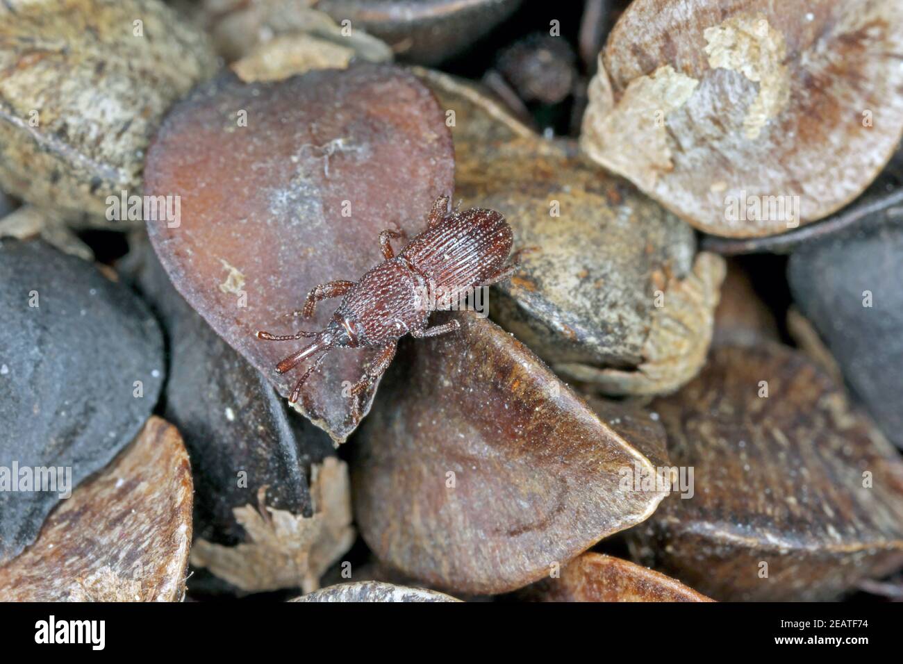 Wheat weevil: Sitophilus granarius. Beetle on buckwheat seeds Stock ...