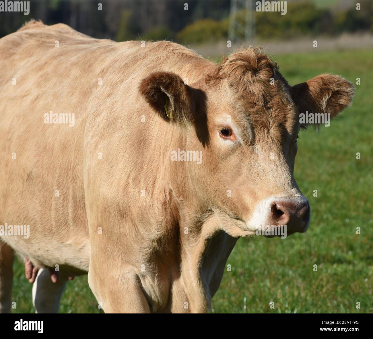 Kalb kuh hi-res stock photography and images - Alamy