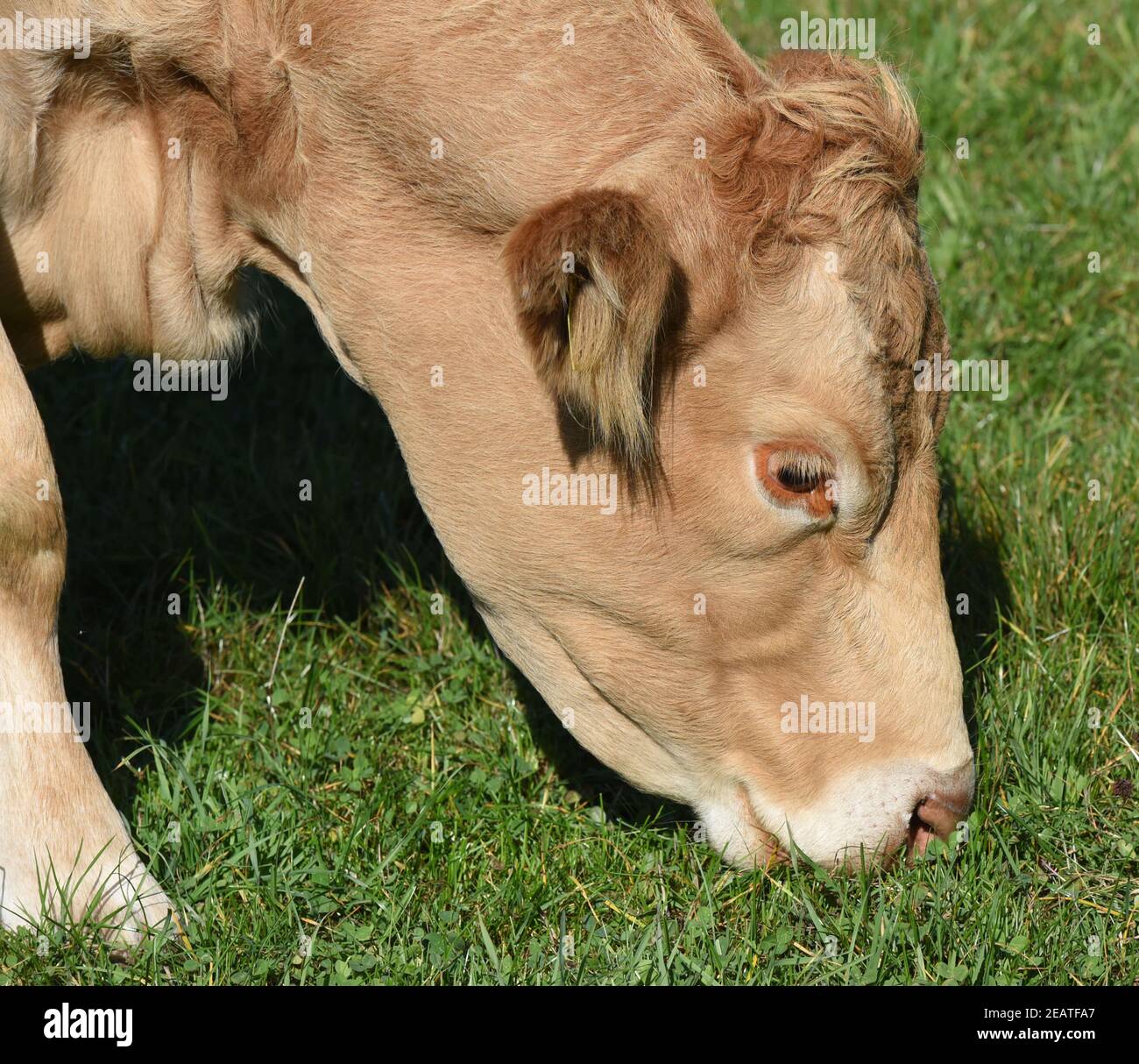 Kalb hi-res stock photography and images - Alamy