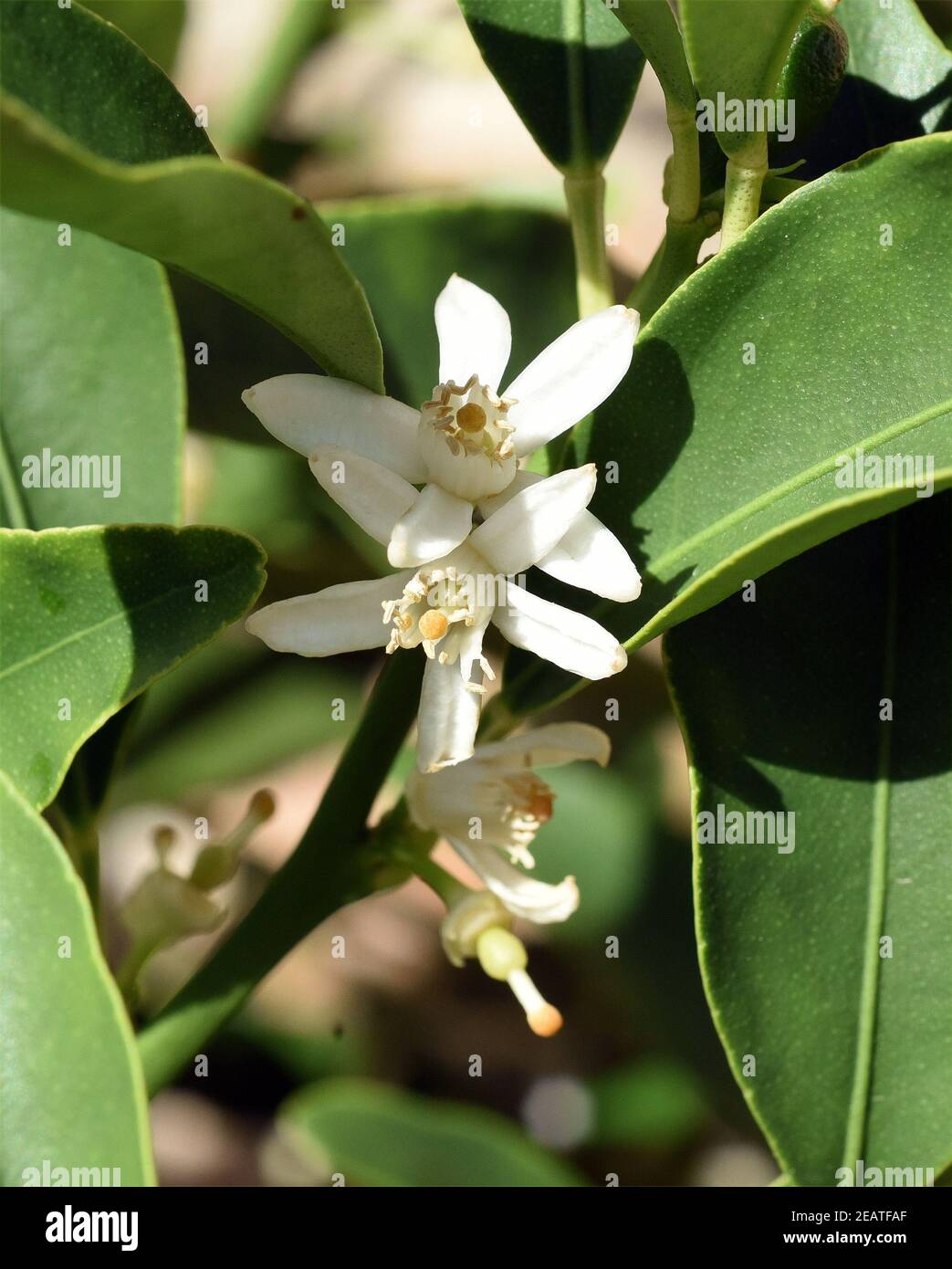 Citrus fortunella hi-res stock photography and images - Alamy