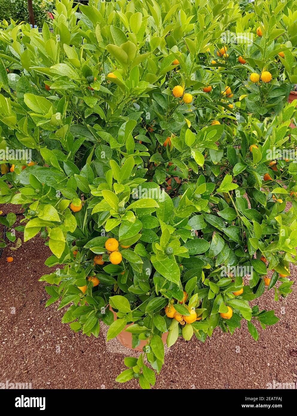 Fortunella hi-res stock photography and images - Alamy