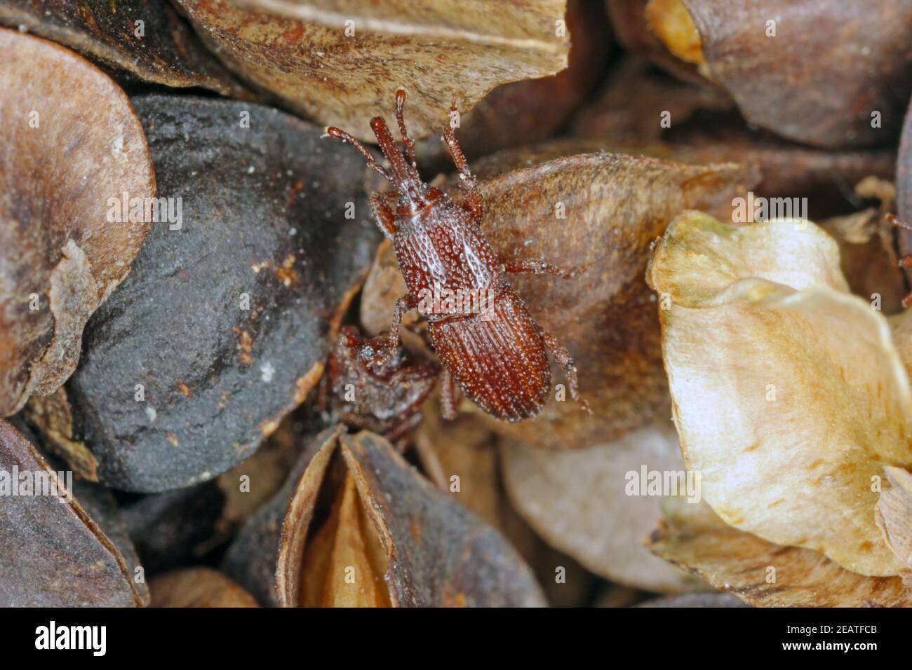 Wheat weevil: Sitophilus granarius. Beetle on buckwheat seeds Stock ...