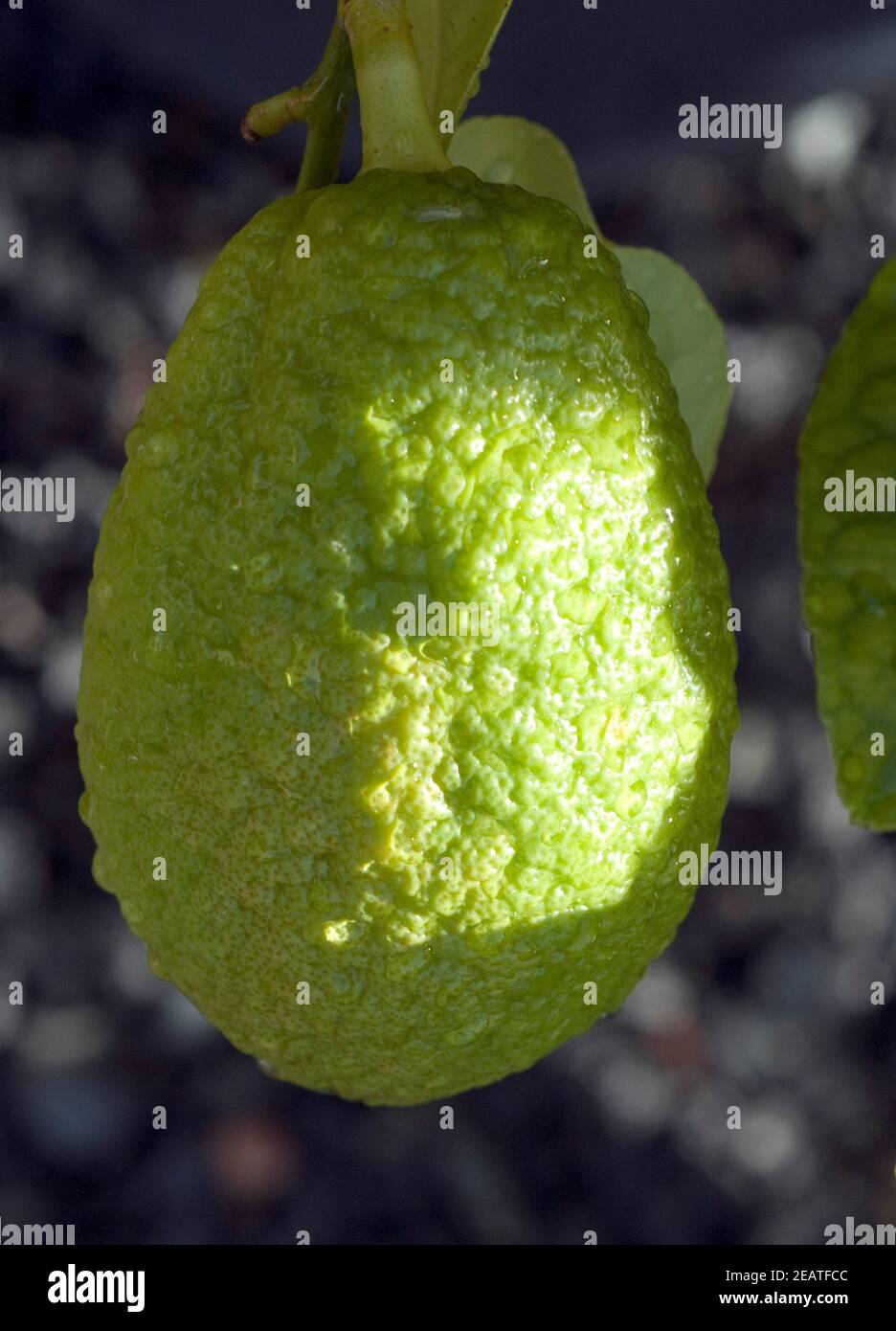 Citron plant citrus medica hi-res stock photography and images - Alamy