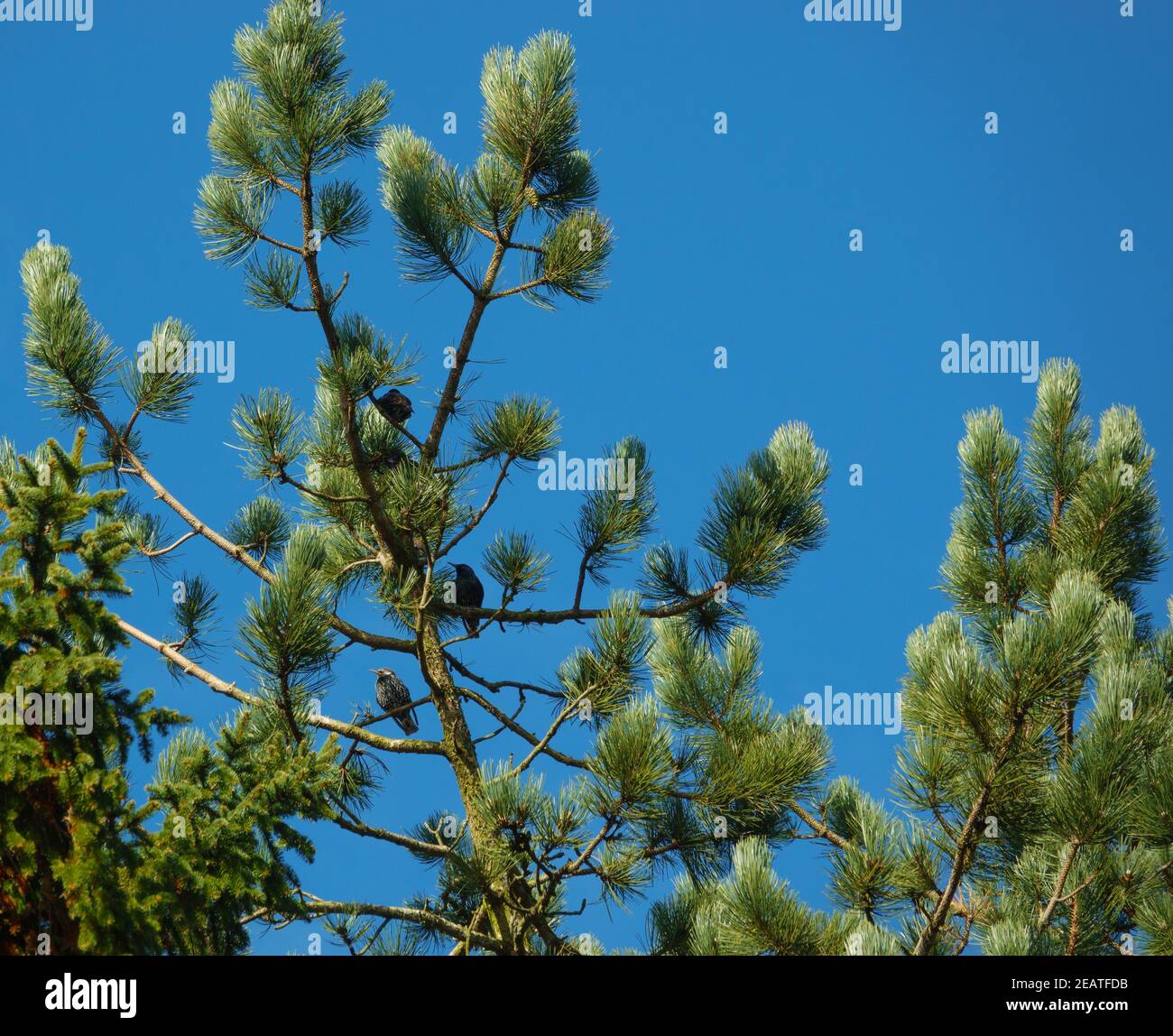 Birds of conifers hi-res stock photography and images - Alamy