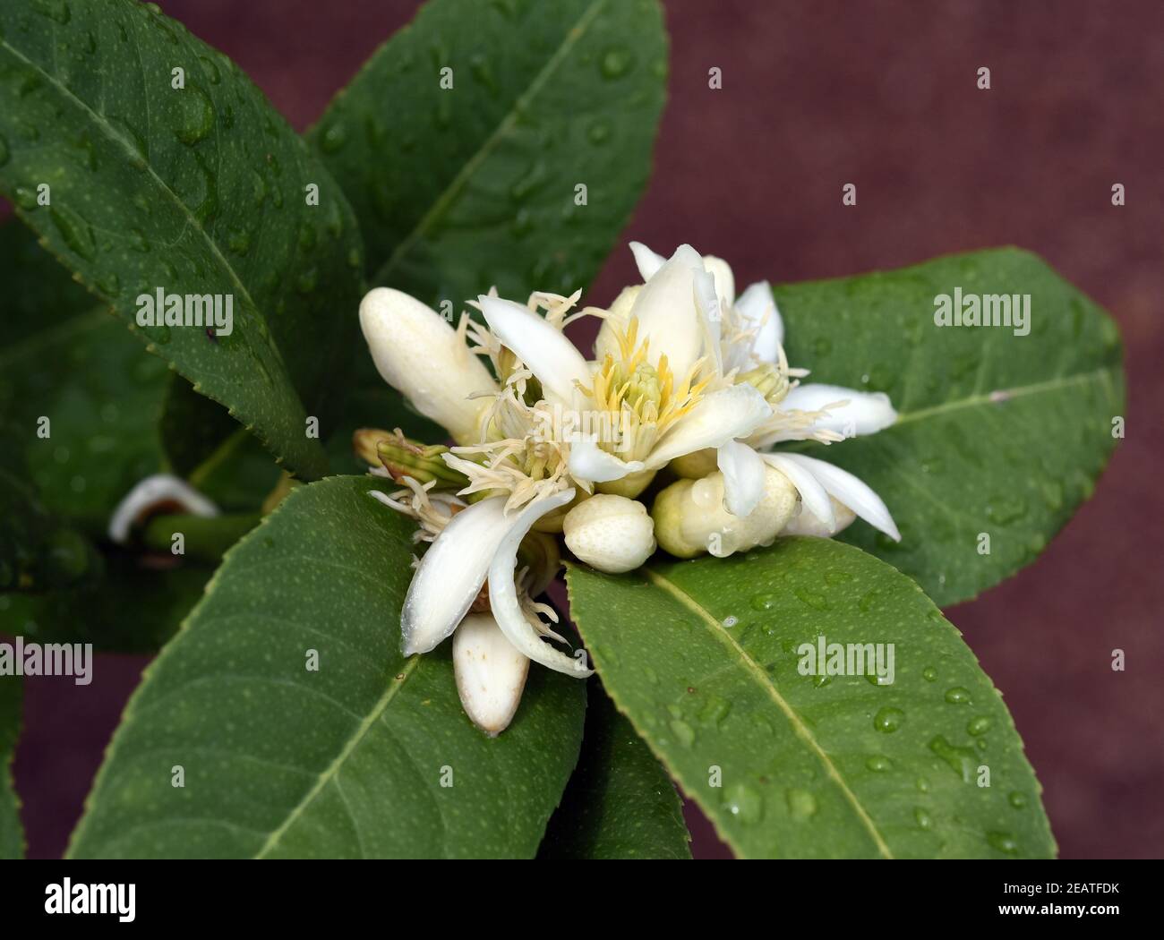 Lemon buddhas hand hi-res stock photography and images - Alamy