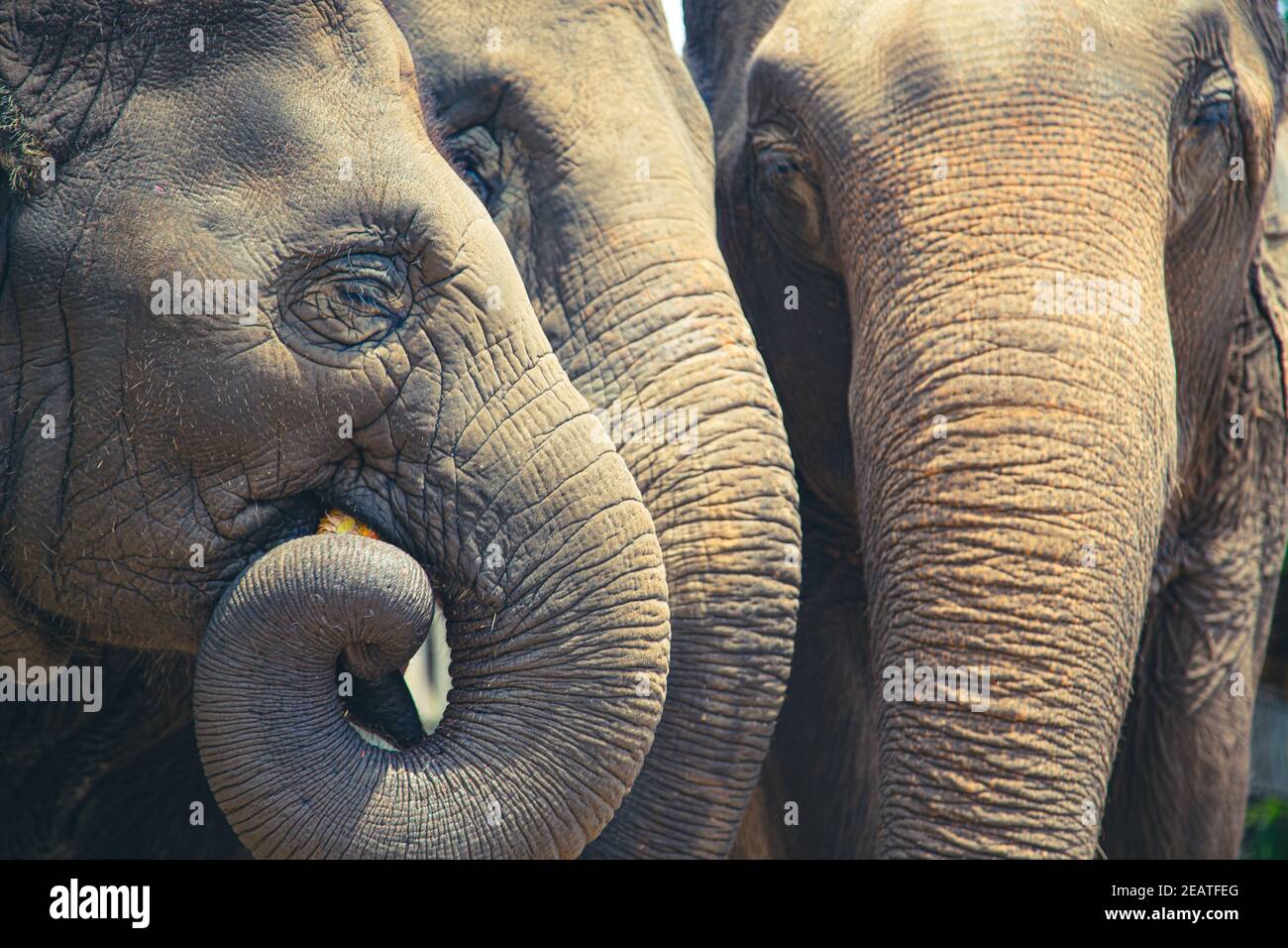 Three elephants with trunks side by side Stock Photo - Alamy