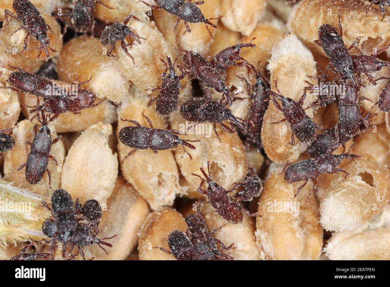 wheat weevil Sitophilus granarius beetle on damaged grain Stock Photo ...