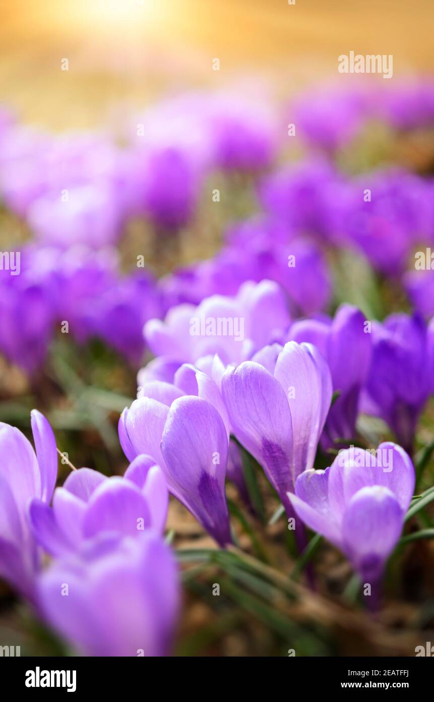 Early spring Crocus (Crocus Remembrance Stock Photo - Alamy