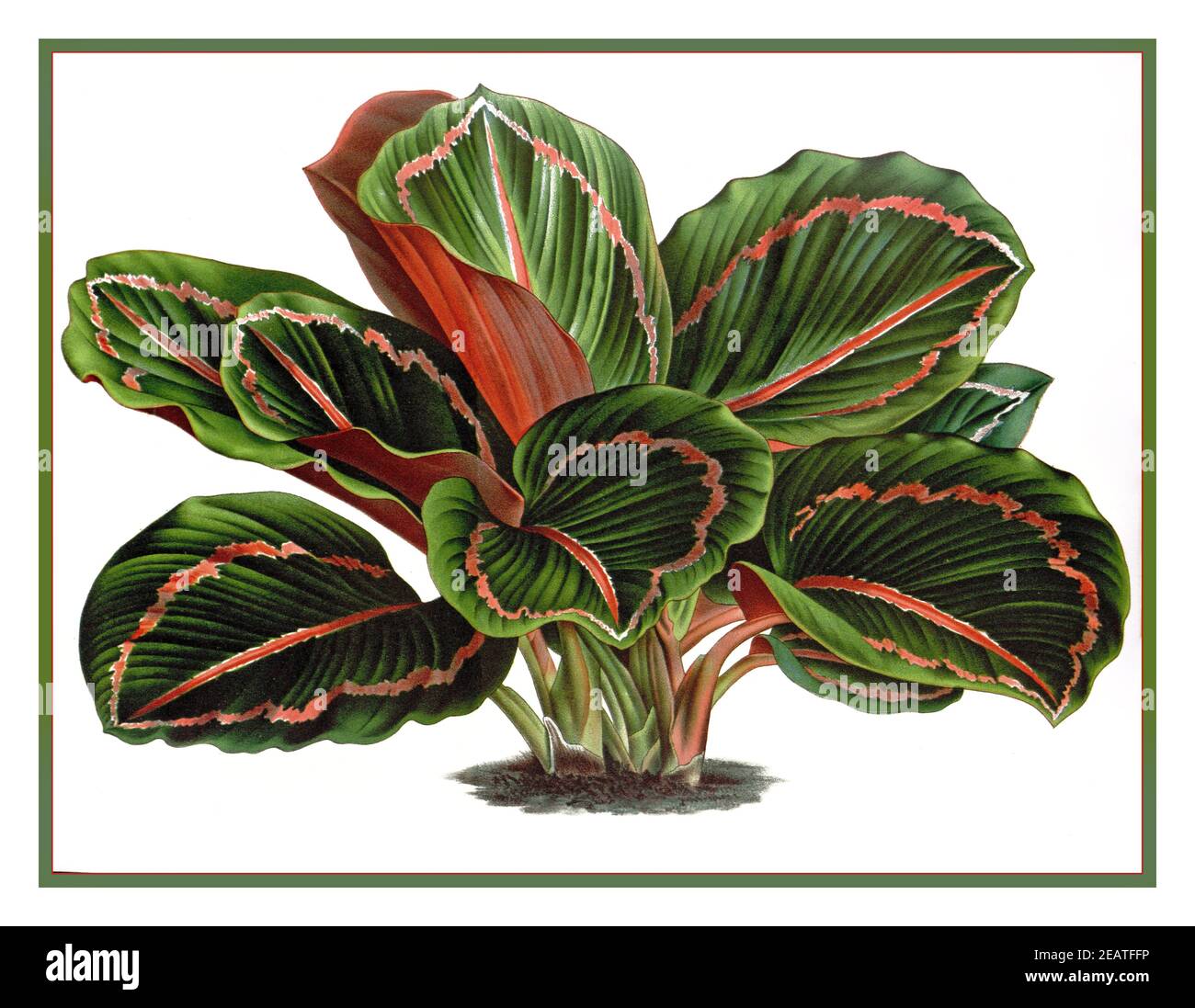 Marantaceae tribe maranteae hi-res stock photography and images - Alamy