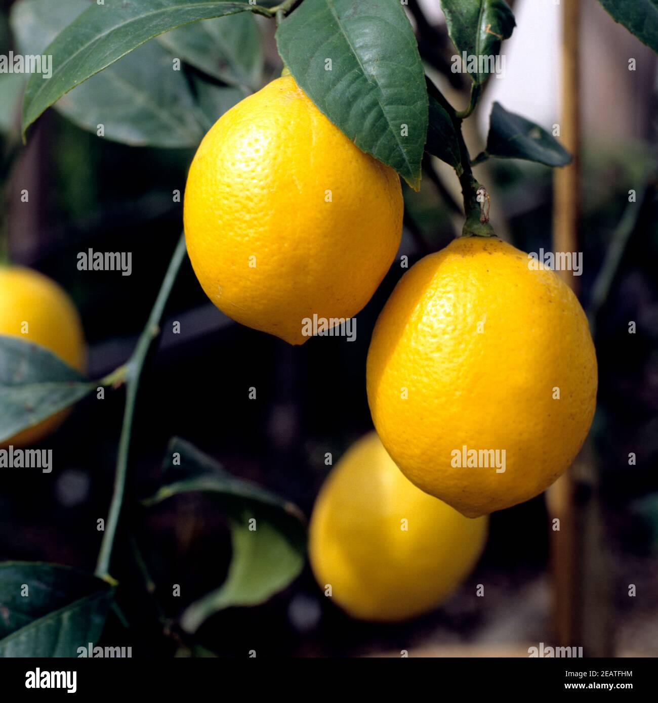 Zitrusfruechte hi-res stock photography and images - Alamy