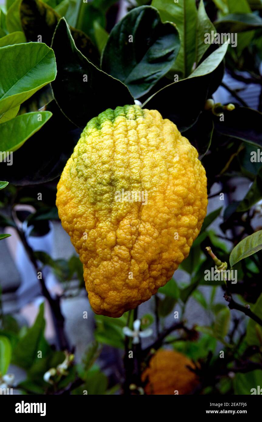 Zitronatzitrone hi-res stock photography and images - Alamy