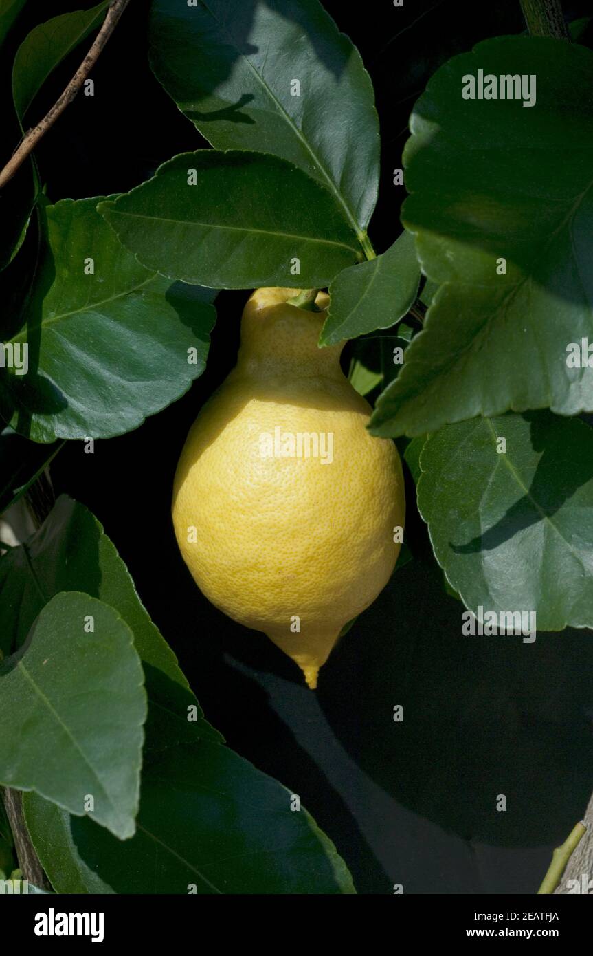 Zitrone hi-res stock photography and images - Alamy