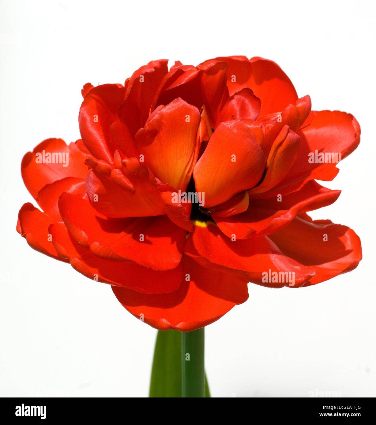 Rote tulpen rote tulpen hi-res stock photography and images - Alamy