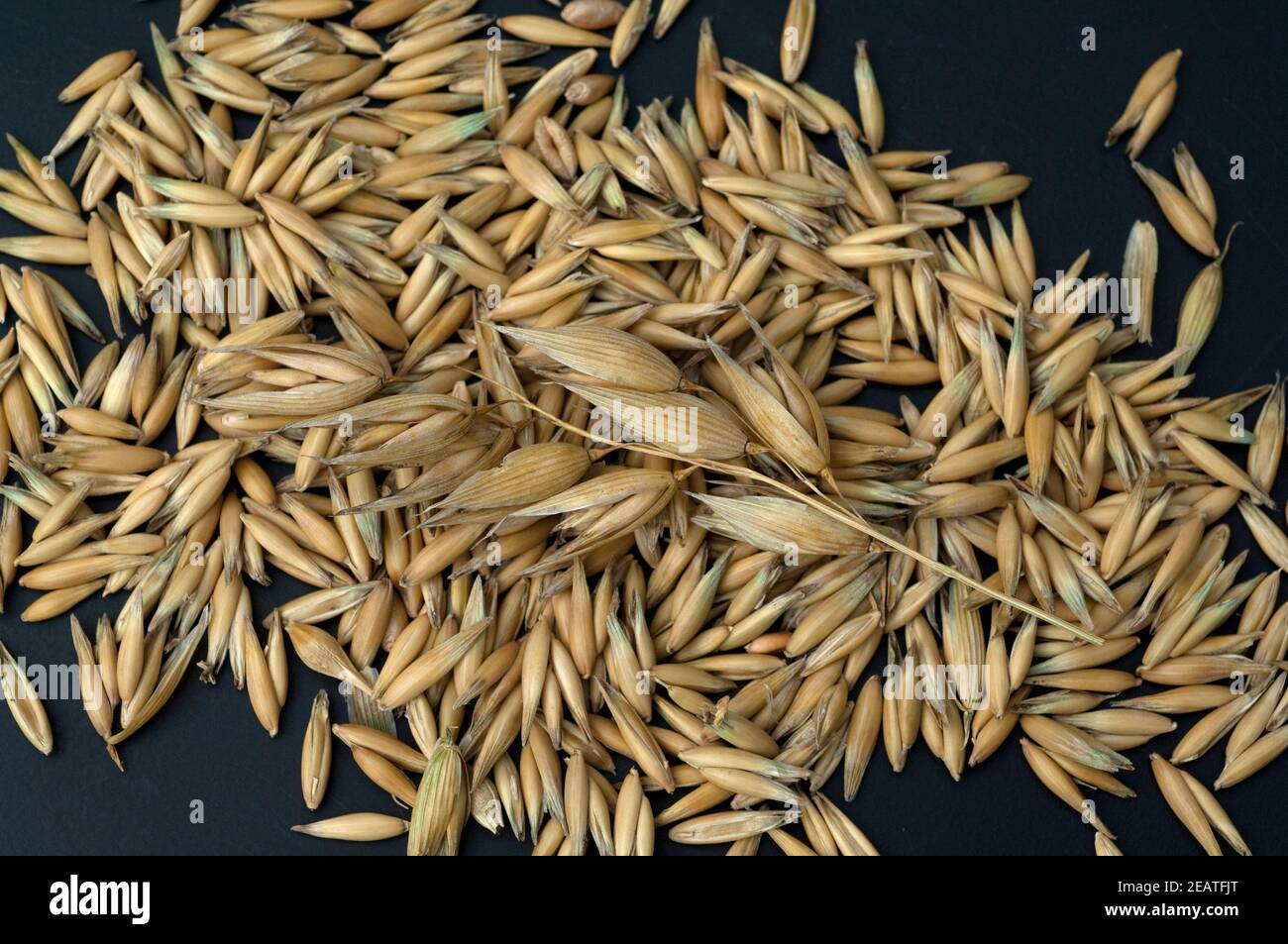 Saat Hafer High Resolution Stock Photography and Images - Alamy
