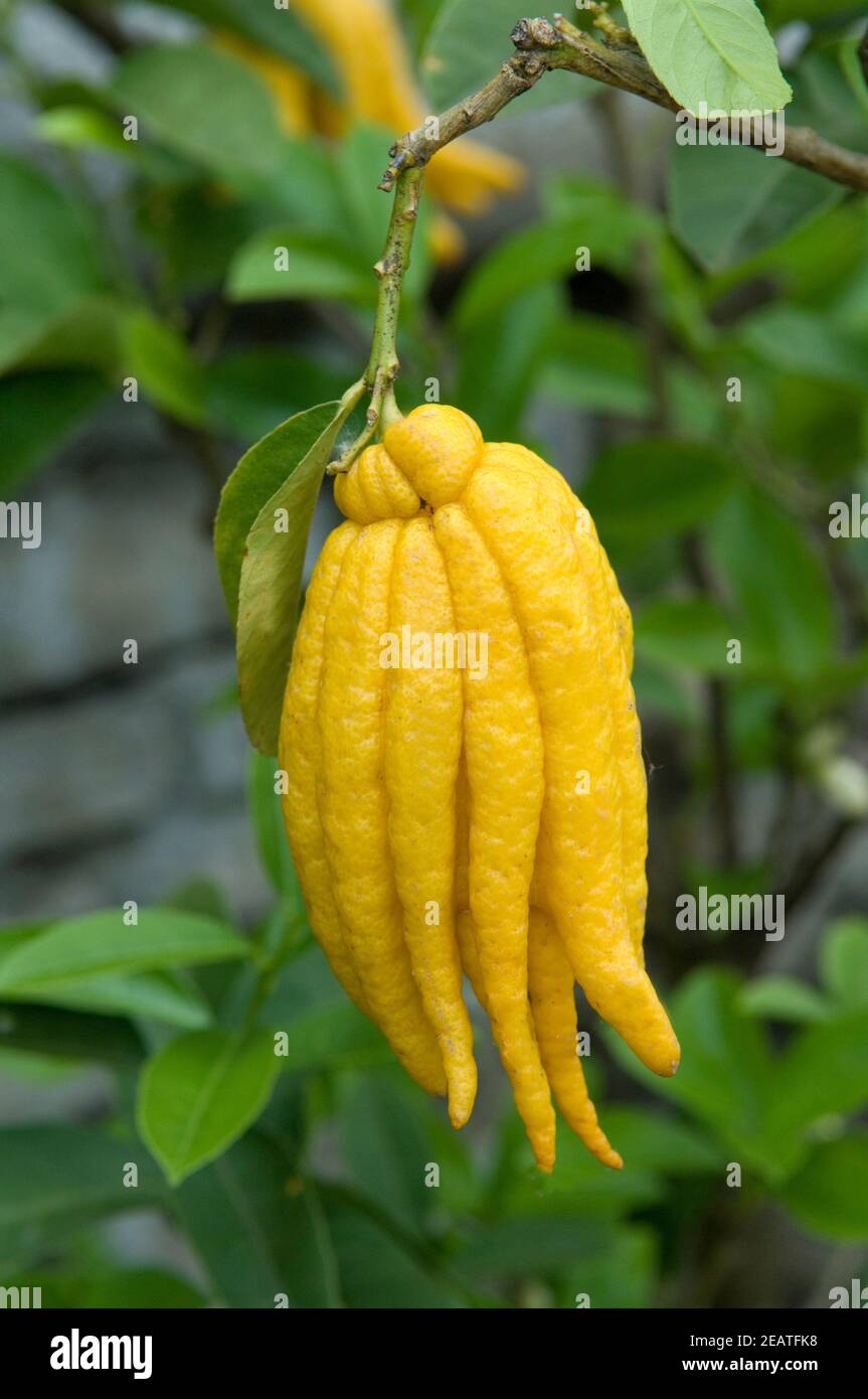 Citron plant citrus medica hi-res stock photography and images - Alamy