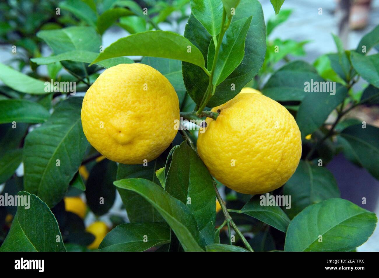 Volkamer zitrone hi-res stock photography and images - Alamy