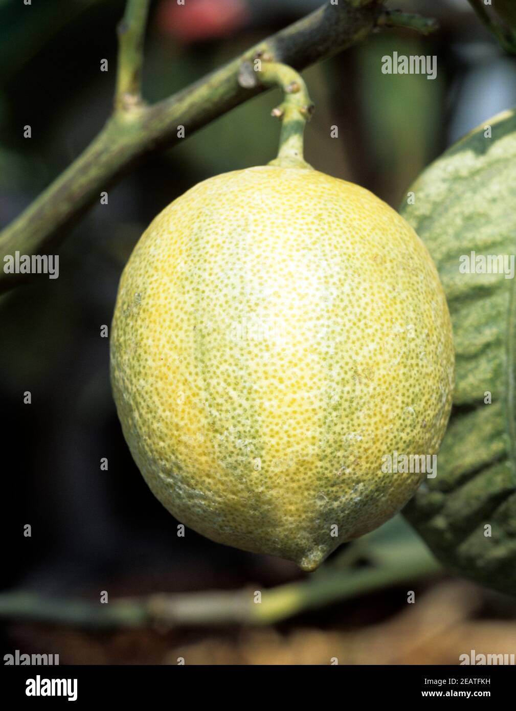 Foliis variegata hi-res stock photography and images - Alamy