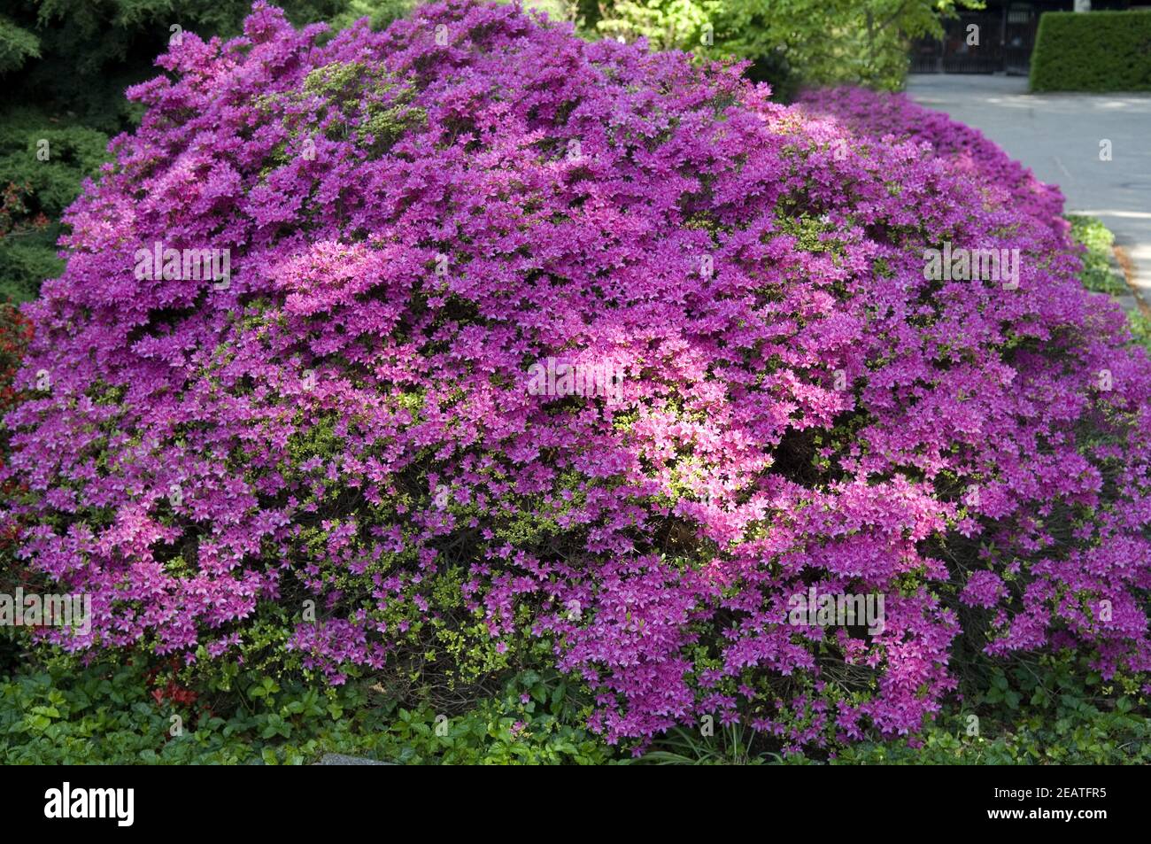 Japanische azaleen hi-res stock photography and images - Alamy