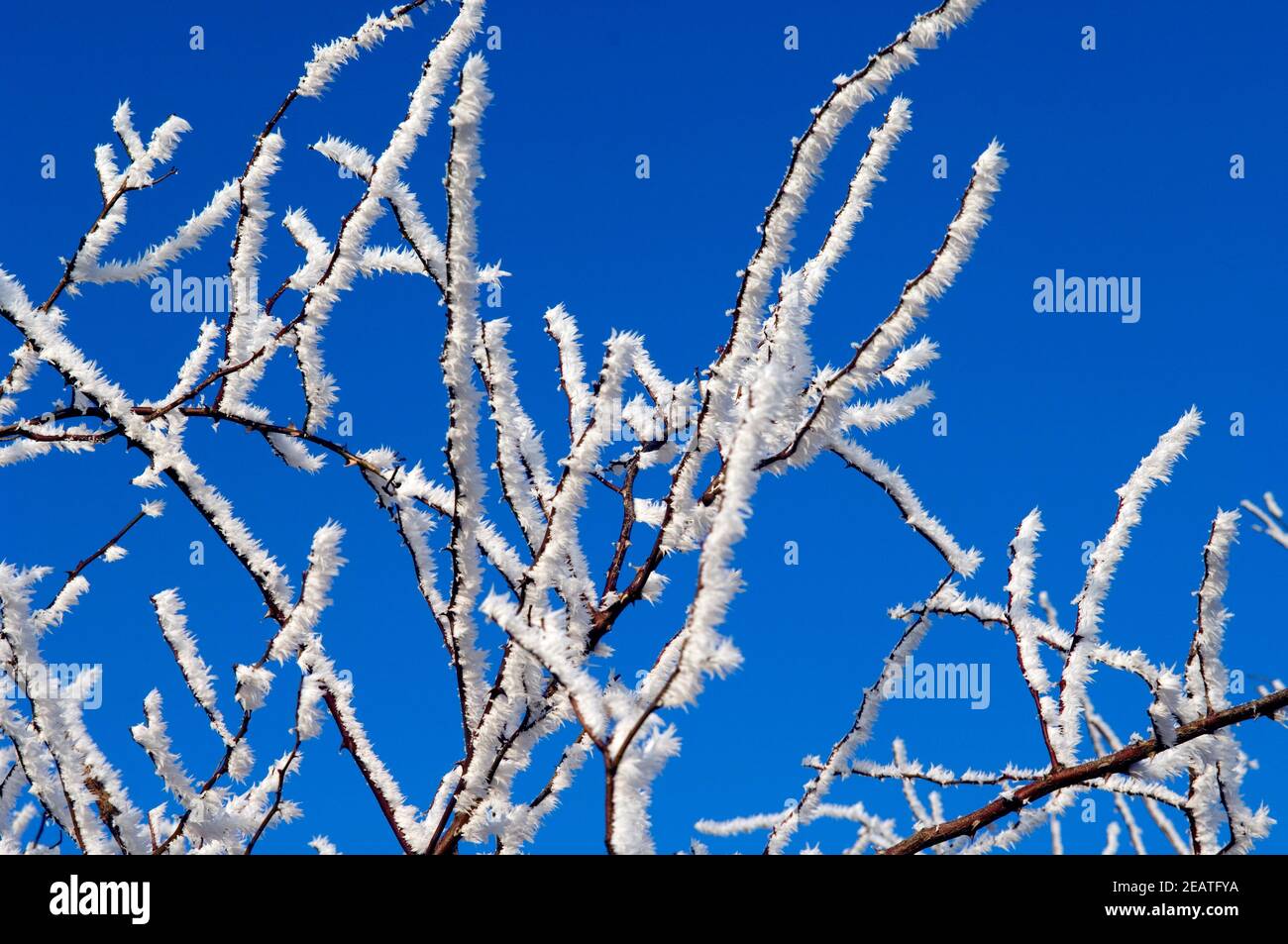 Zweig mit eis hi-res stock photography and images - Alamy