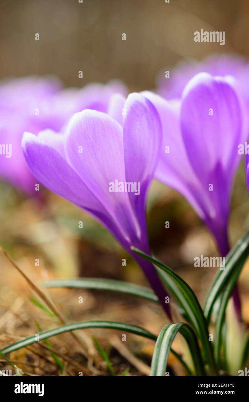 Early spring Crocus (Crocus Remembrance Stock Photo - Alamy