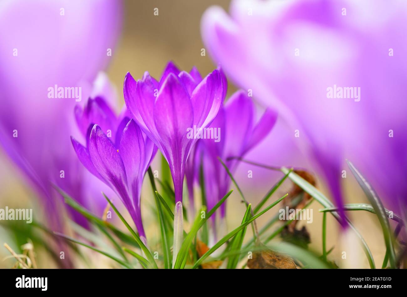 Early spring Crocus (Crocus Remembrance Stock Photo - Alamy