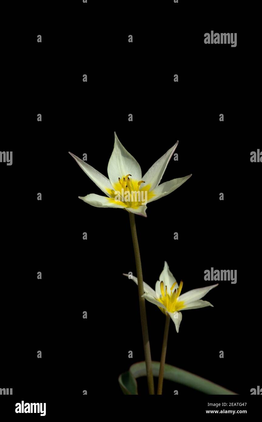 Zweibluetige Tulpe, Tulipa biflora Stock Photo - Alamy