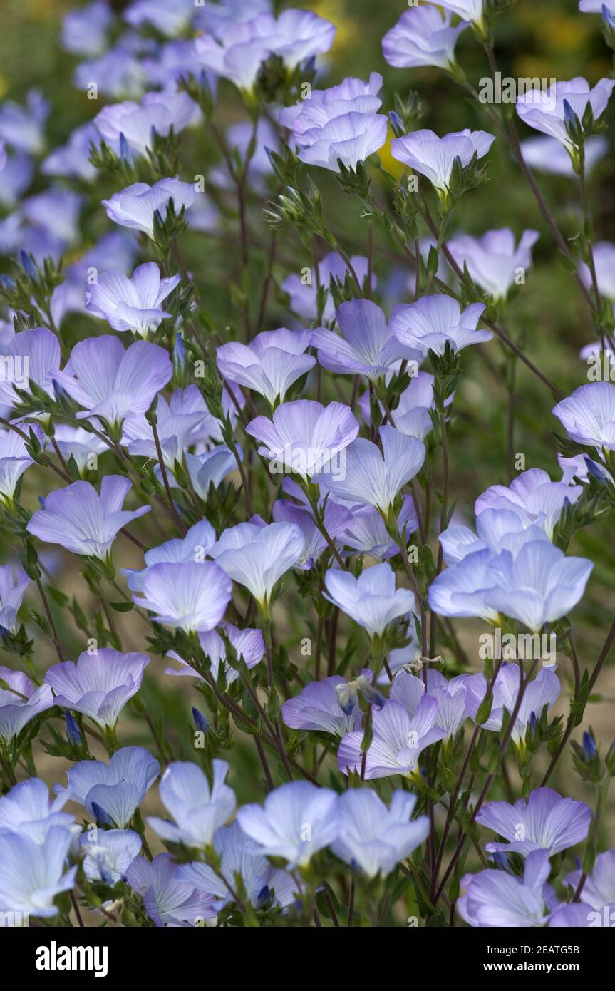 Zotten hi-res stock photography and images - Alamy