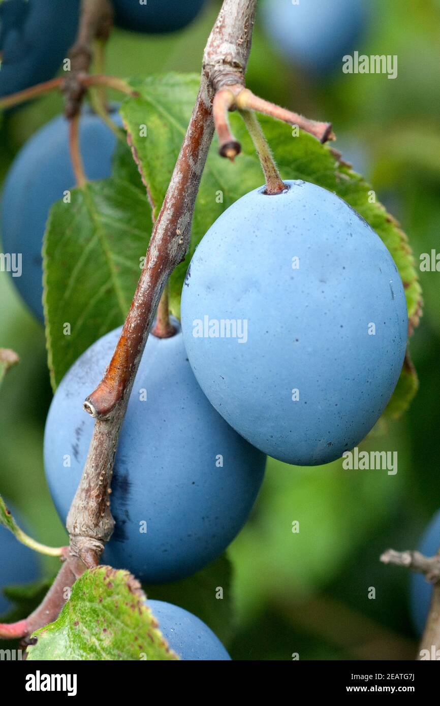 Pflaumen plum hi-res stock photography and images - Alamy