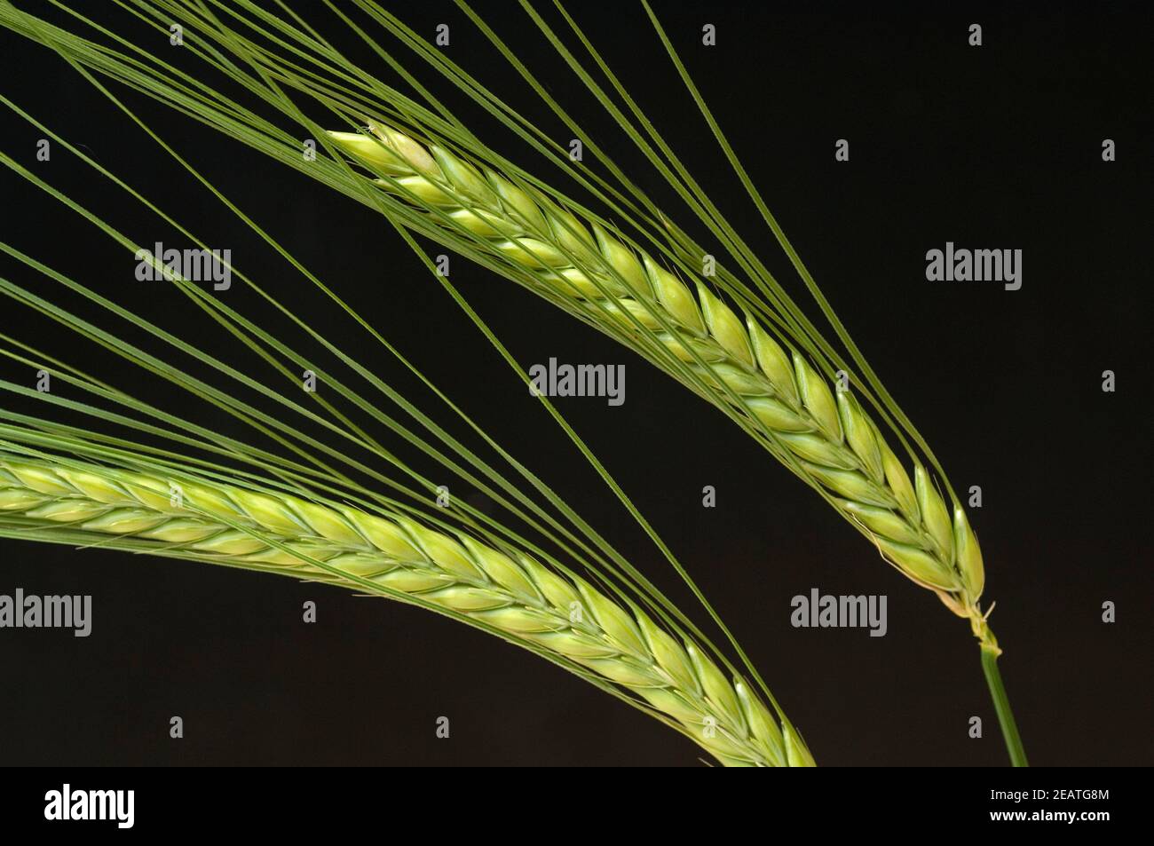 Zweireihige hi-res stock photography and images - Alamy