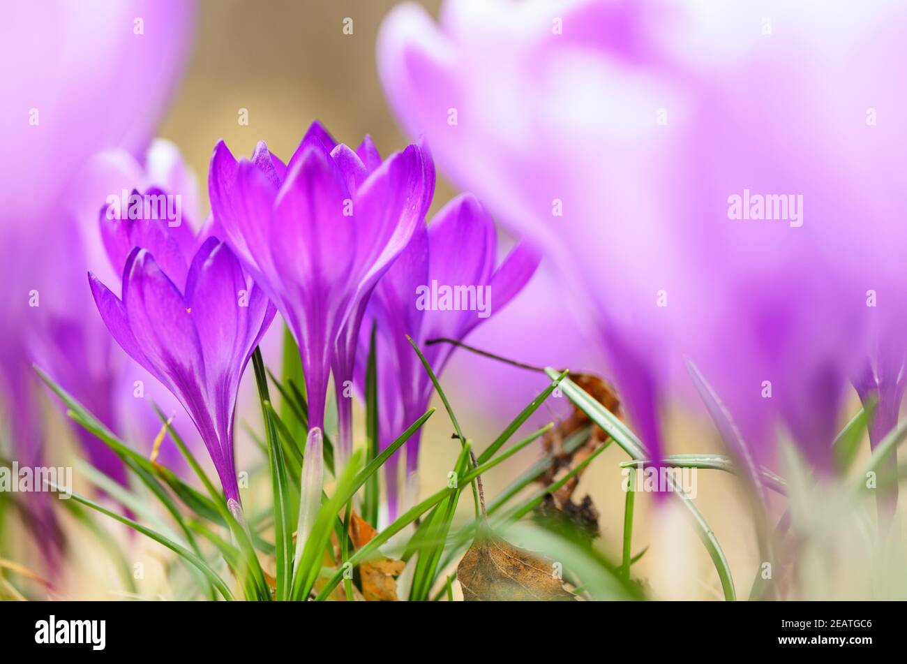 Early spring Crocus (Crocus Remembrance Stock Photo - Alamy