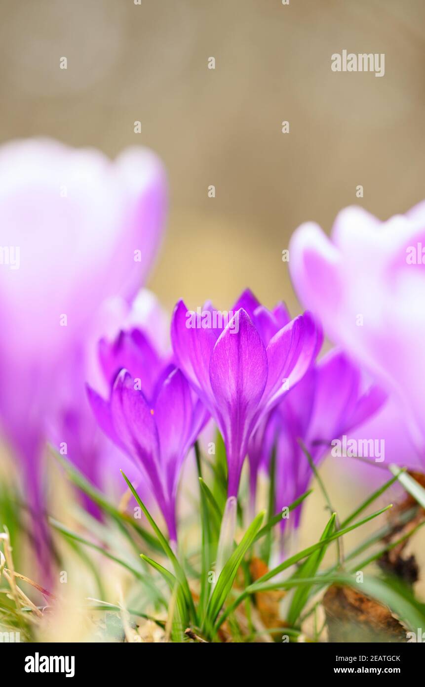 Early spring Crocus (Crocus Remembrance Stock Photo - Alamy