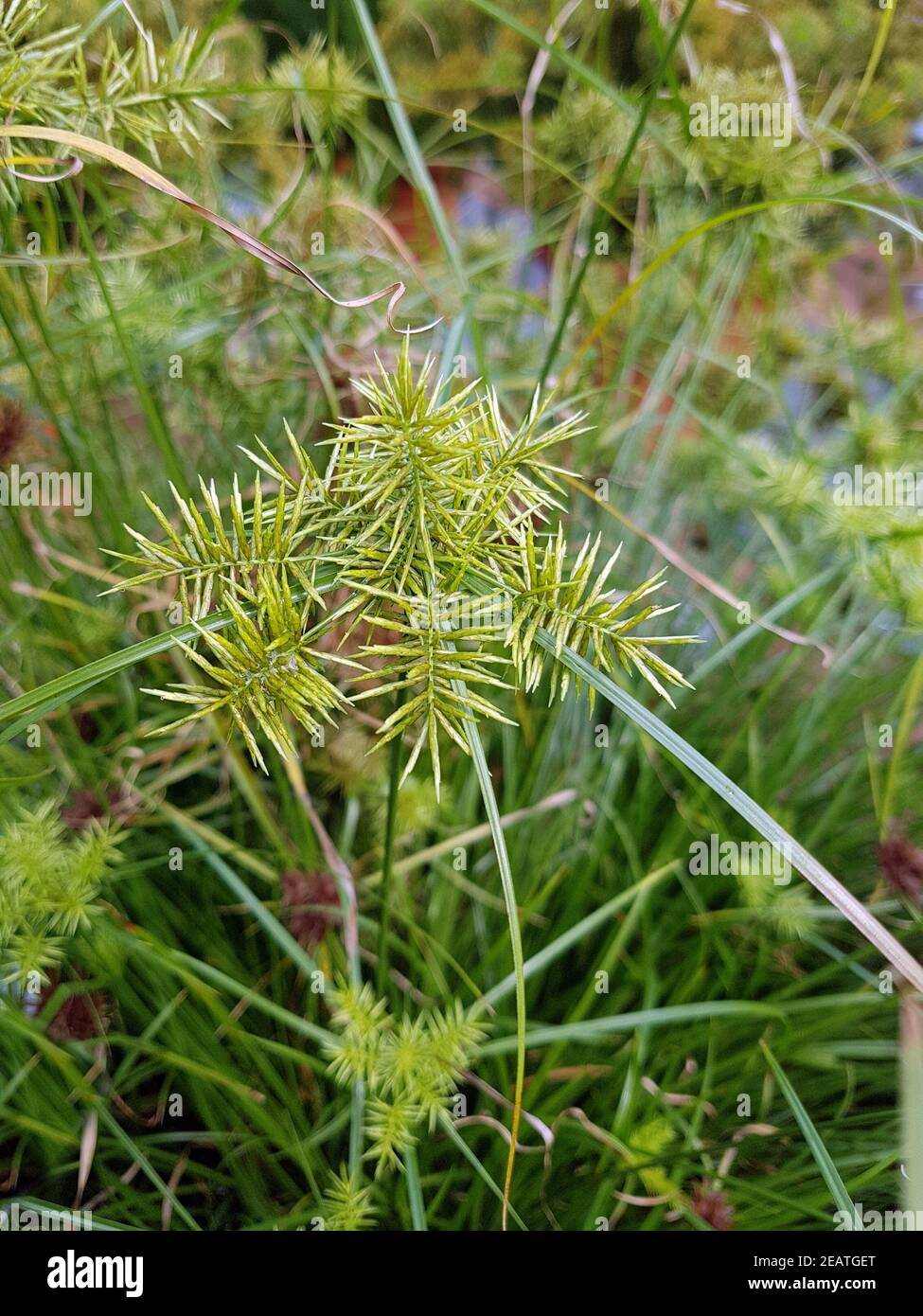 Zypergras, Cyperus cultivars, Nabucco, Wasserpflanze Stock Photo - Alamy