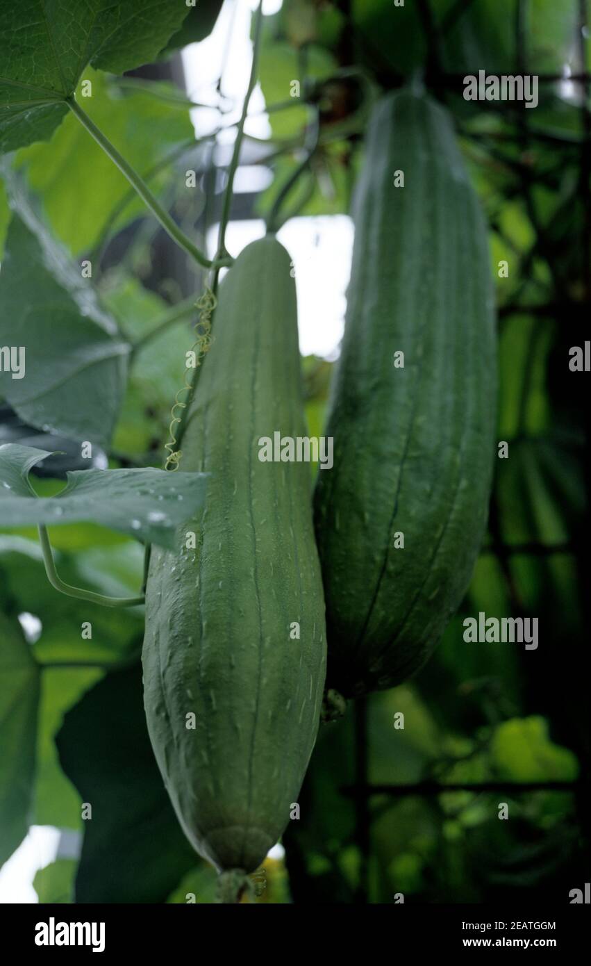 Alte gurke hi-res stock photography and images - Alamy