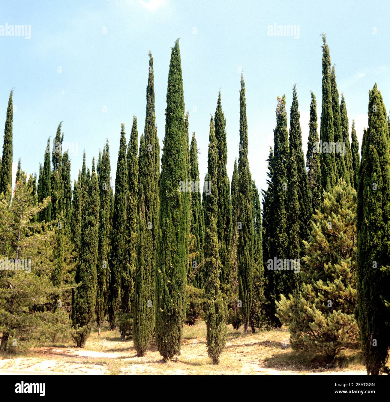Zypresse cupressus sempervirens toskana hi-res stock photography and ...