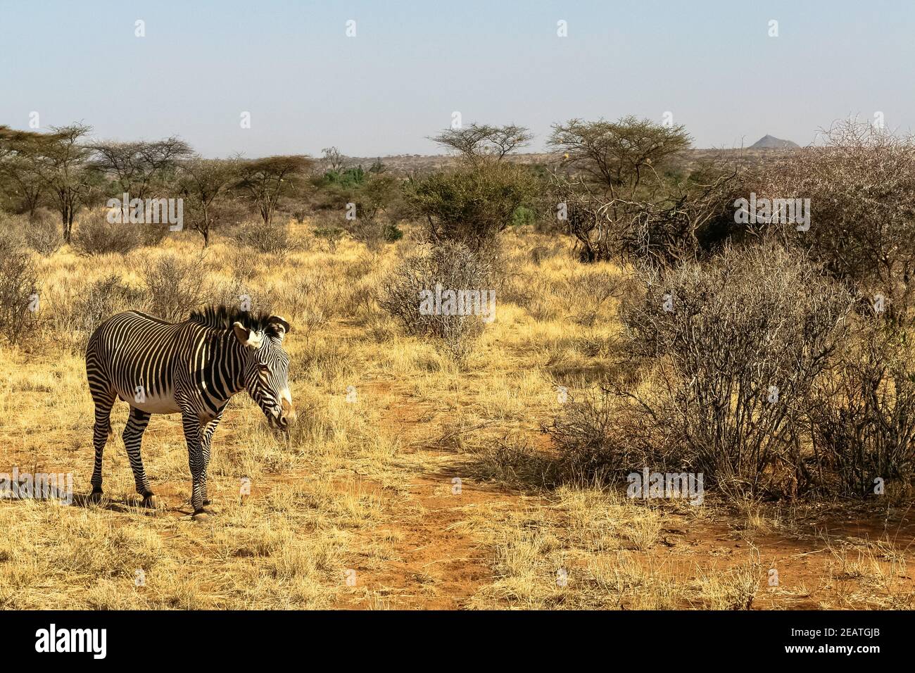 Zebra Grace in savanna. Samburu, Kenya Stock Photo - Alamy