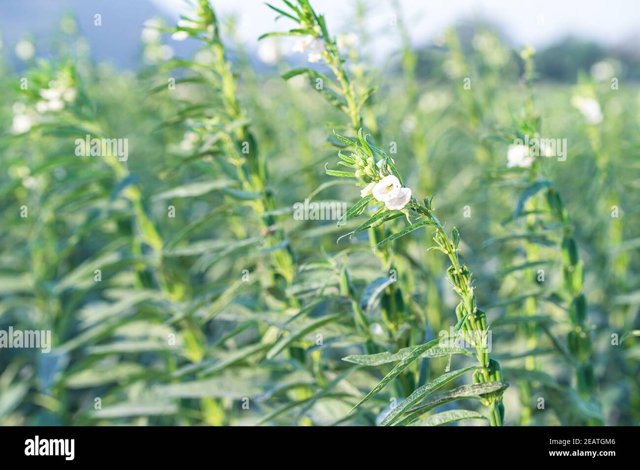 Sesame tree hi-res stock photography and images - Alamy