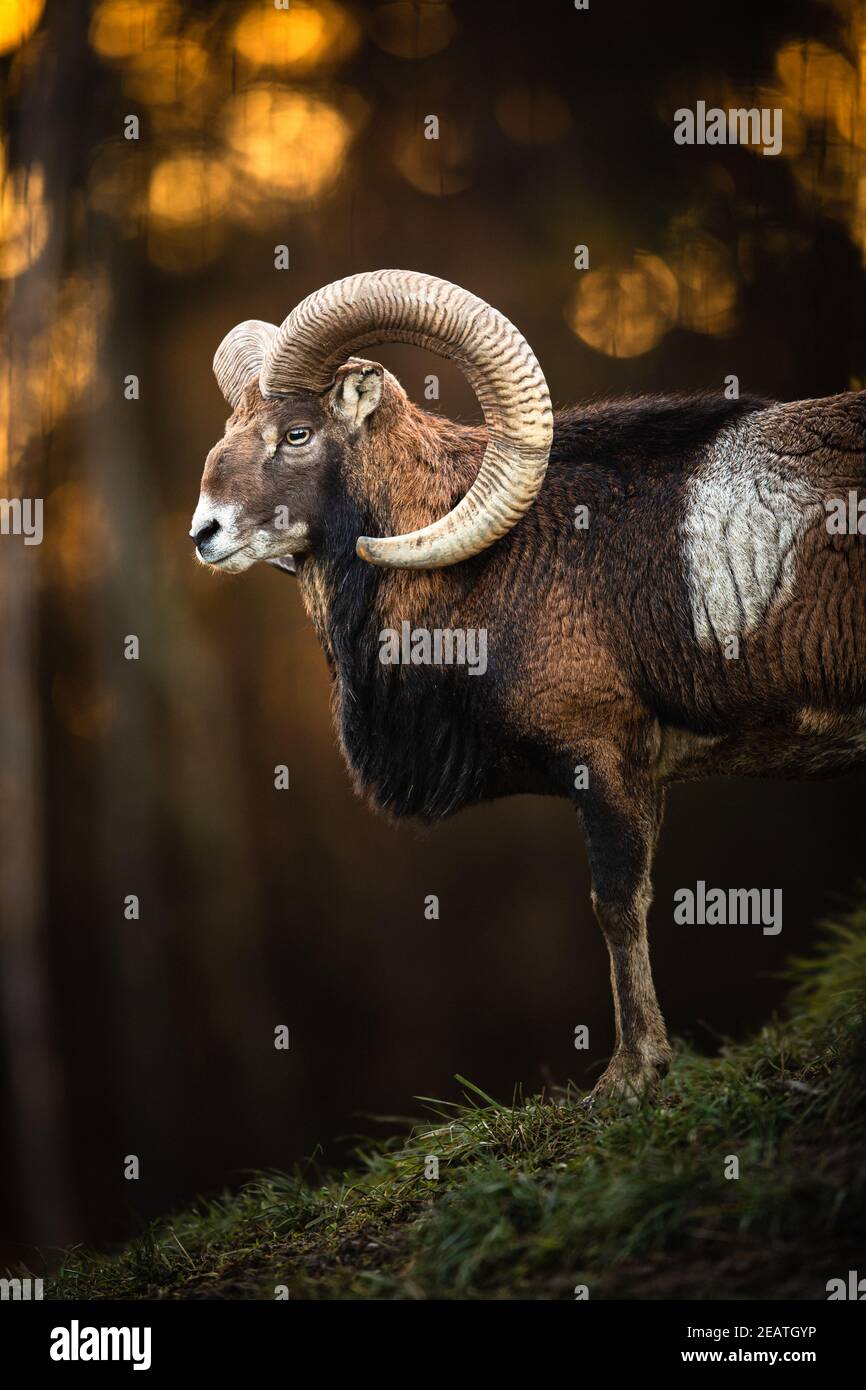 Herd of mufflon hi-res stock photography and images - Alamy