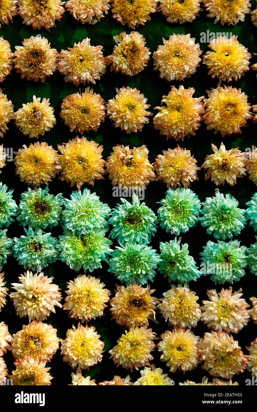 Array of flowers hi-res stock photography and images - Alamy