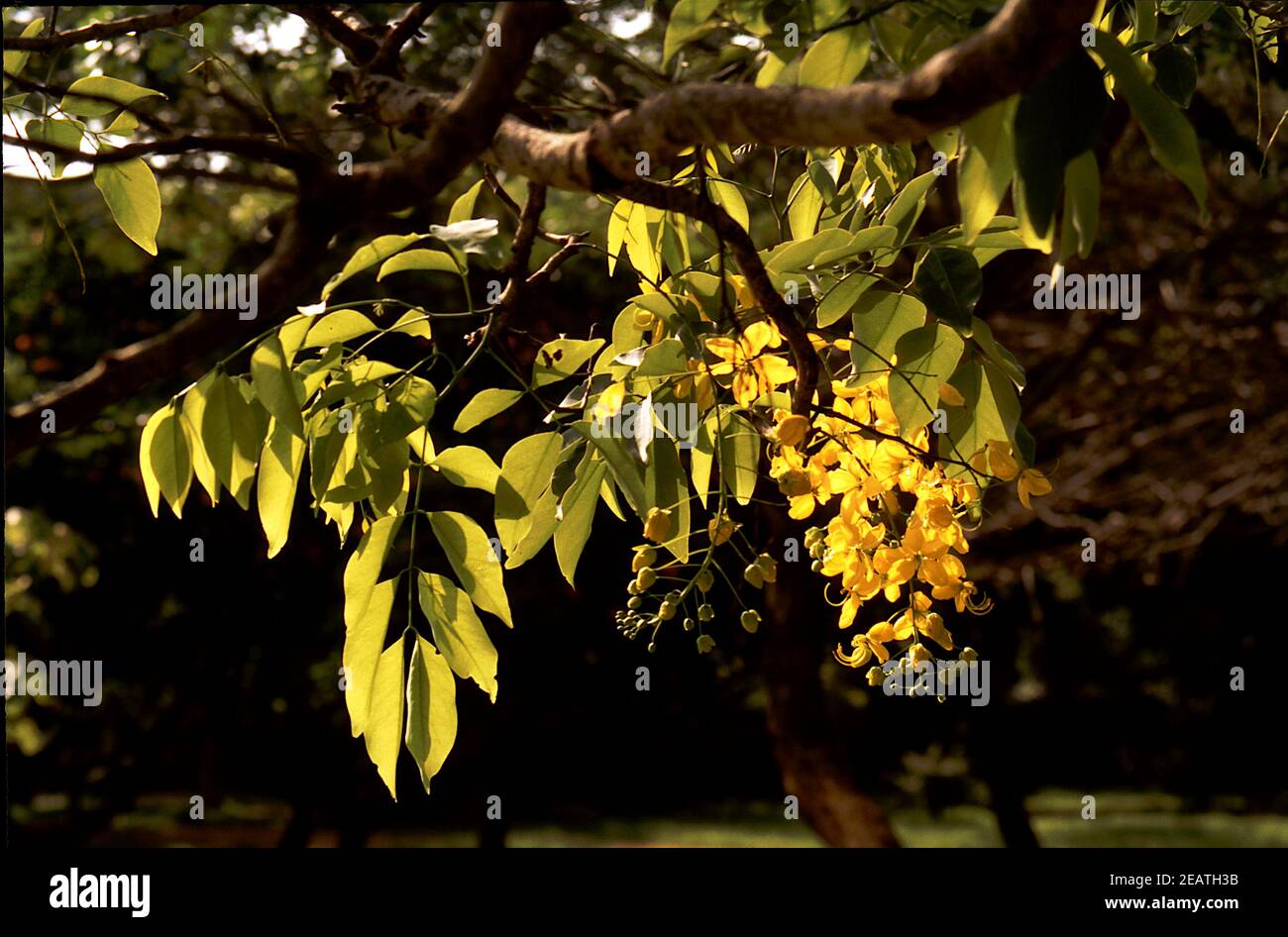 Bunch of Golden Shower Flowers Stock Photo - Alamy