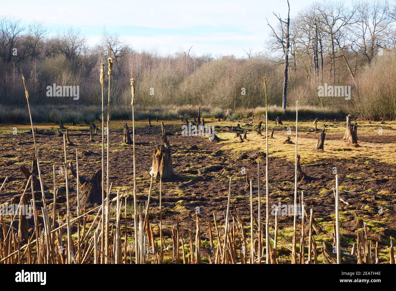 Raised tree stump hi-res stock photography and images - Alamy