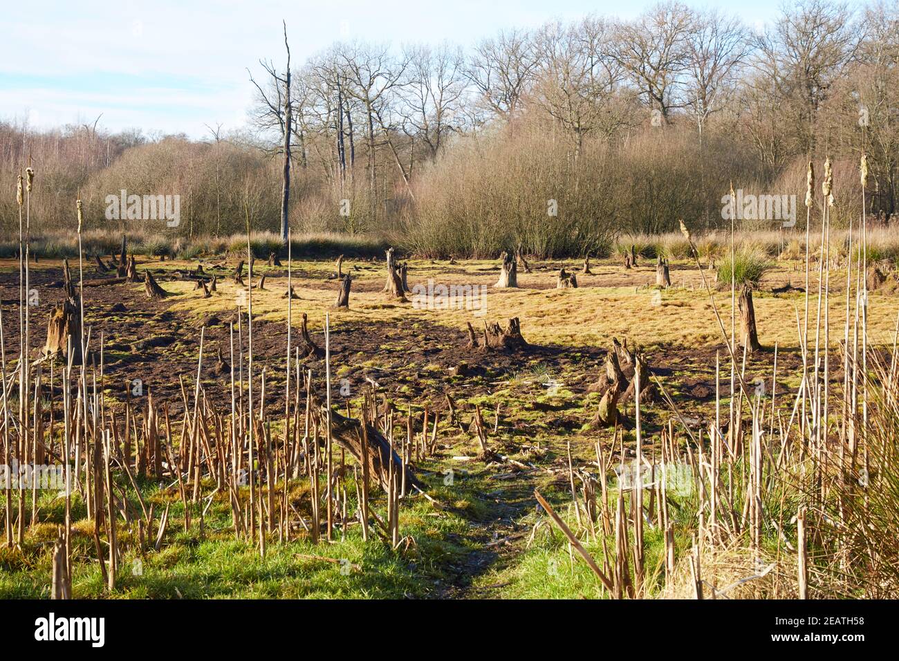 Raised tree stump hi-res stock photography and images - Alamy