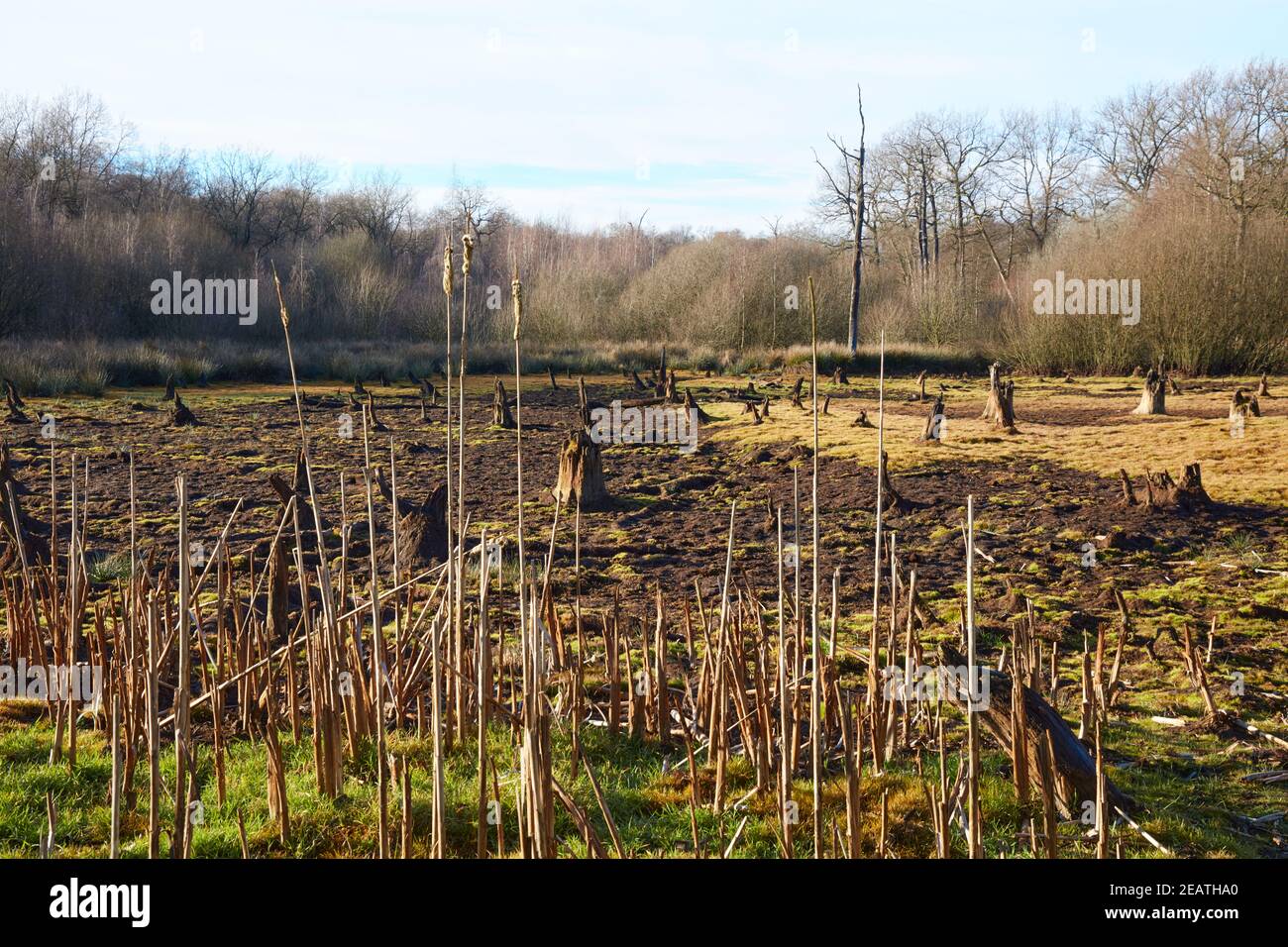 Reed water creepy hi-res stock photography and images - Alamy