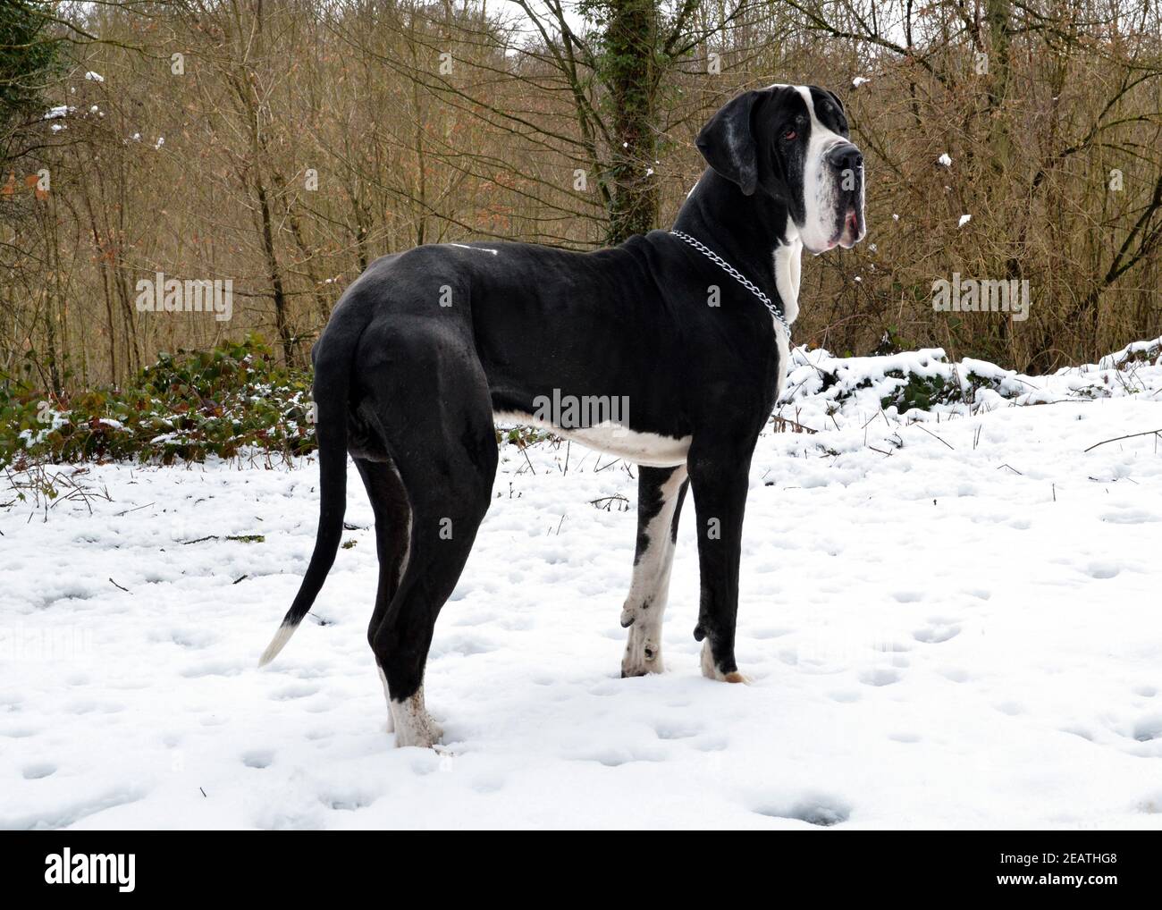 Senior great dane hi-res stock photography and images - Alamy